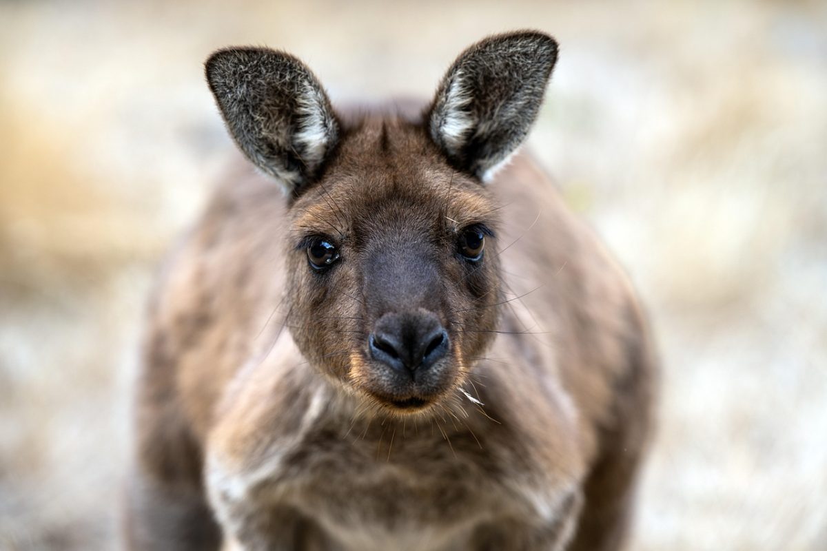 Top Things to Do in Adelaide: From City Attractions to Camping ...